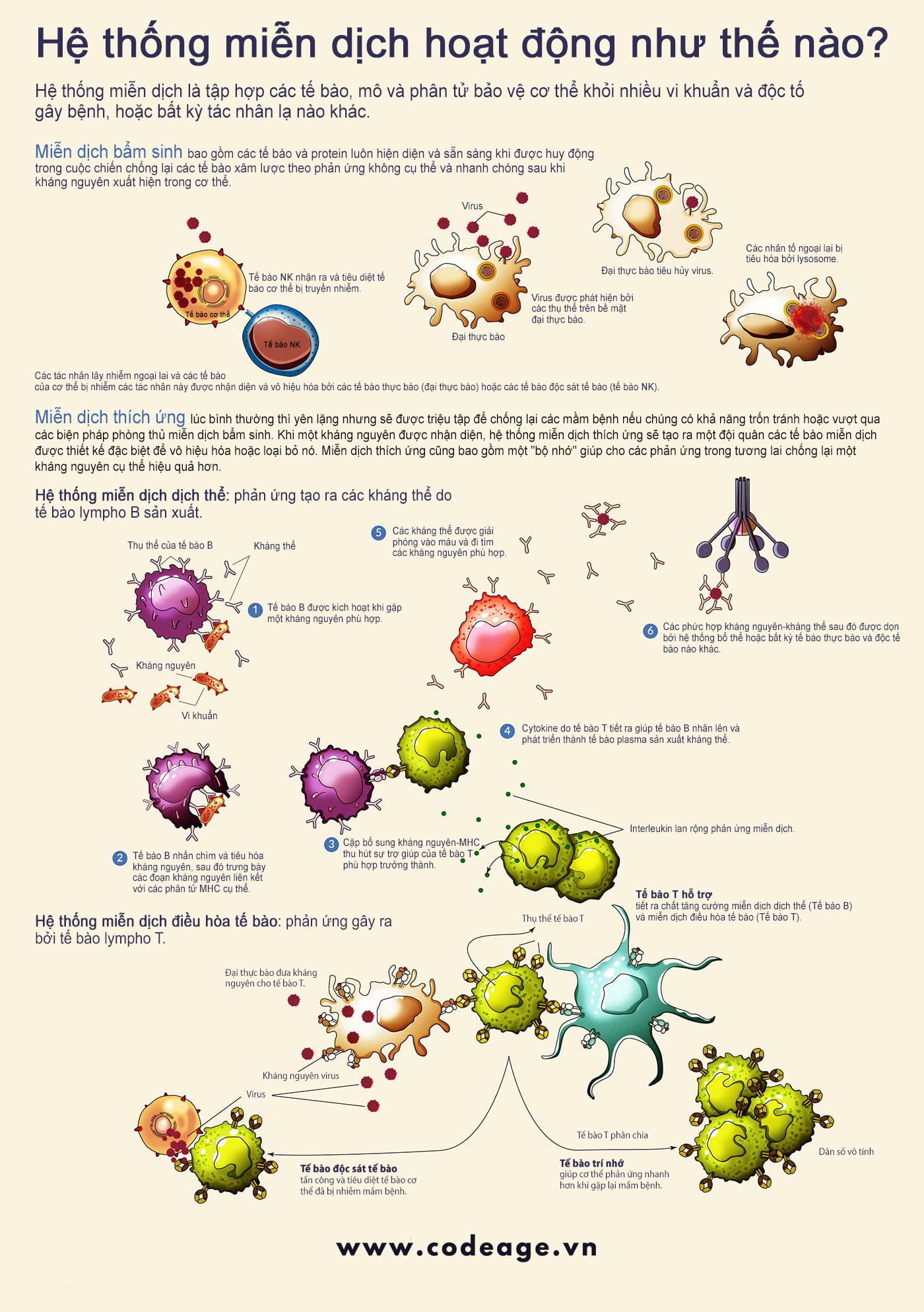 Tìm hiểu về vitamin C và khả năng miễn dịch của cơ thể